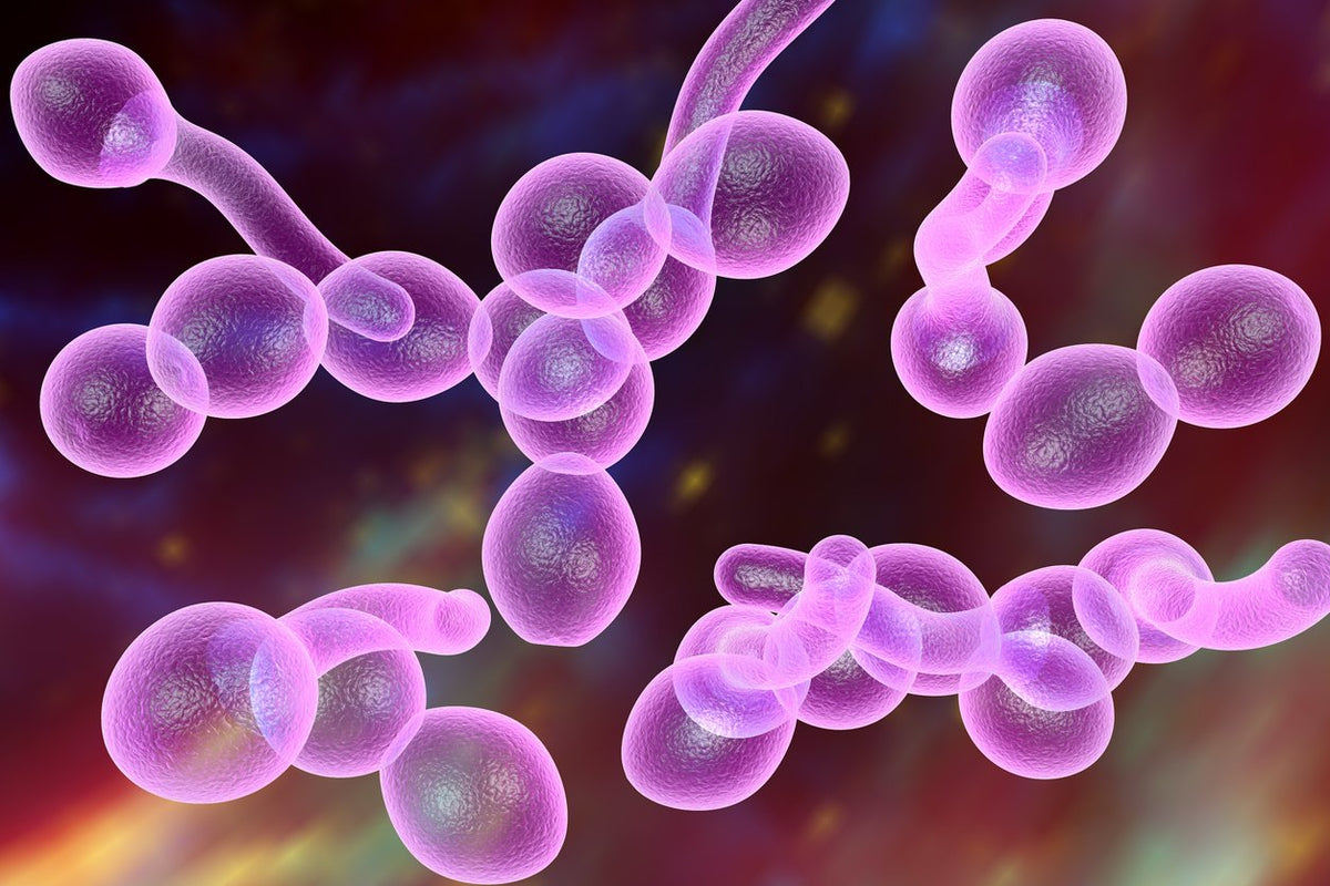 Candida Supplements | Purchase Candida Cleanse & Anti-fugal Supplements ...