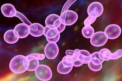 Haelan Products, Haelan 951 Active Serving 8 fl oz (240 ml) | Supports ...