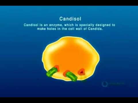 Bairn Biologics Candisol 120 Capsules Kills Candida Without Harsh ...